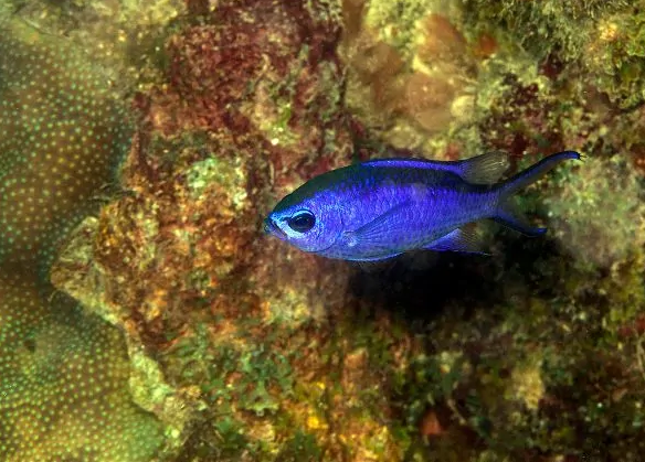 Top 15 Best Nano Saltwater Fish For Your Nano Reef Tank 2022