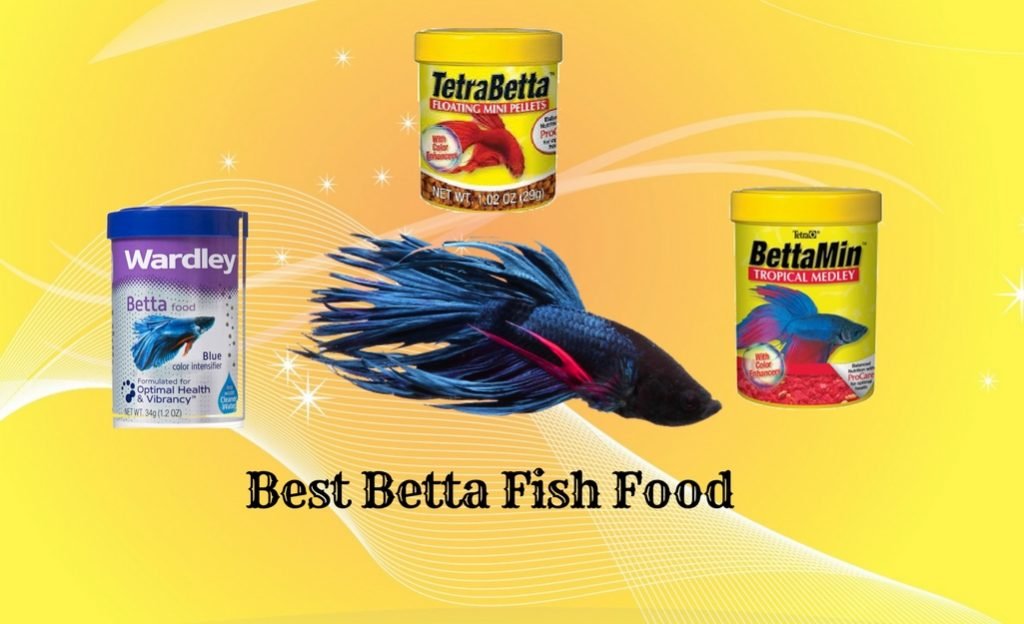 How to Breed Betta Fish (The Easy Way) - Aquarium Hunter