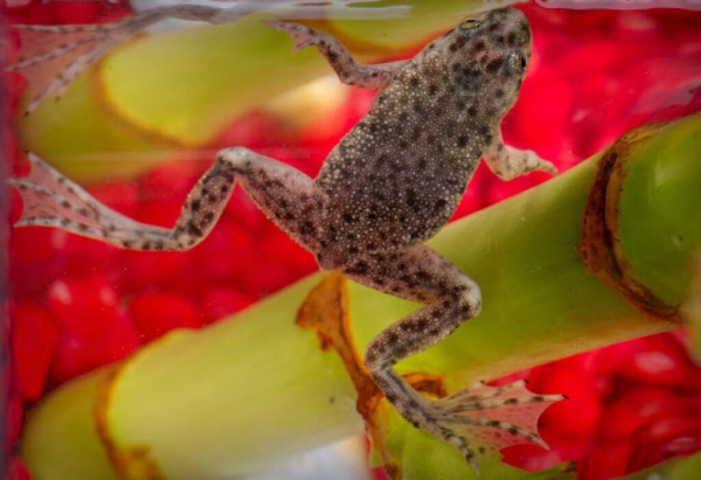 Frogs (guides) - Aquarium Hunter