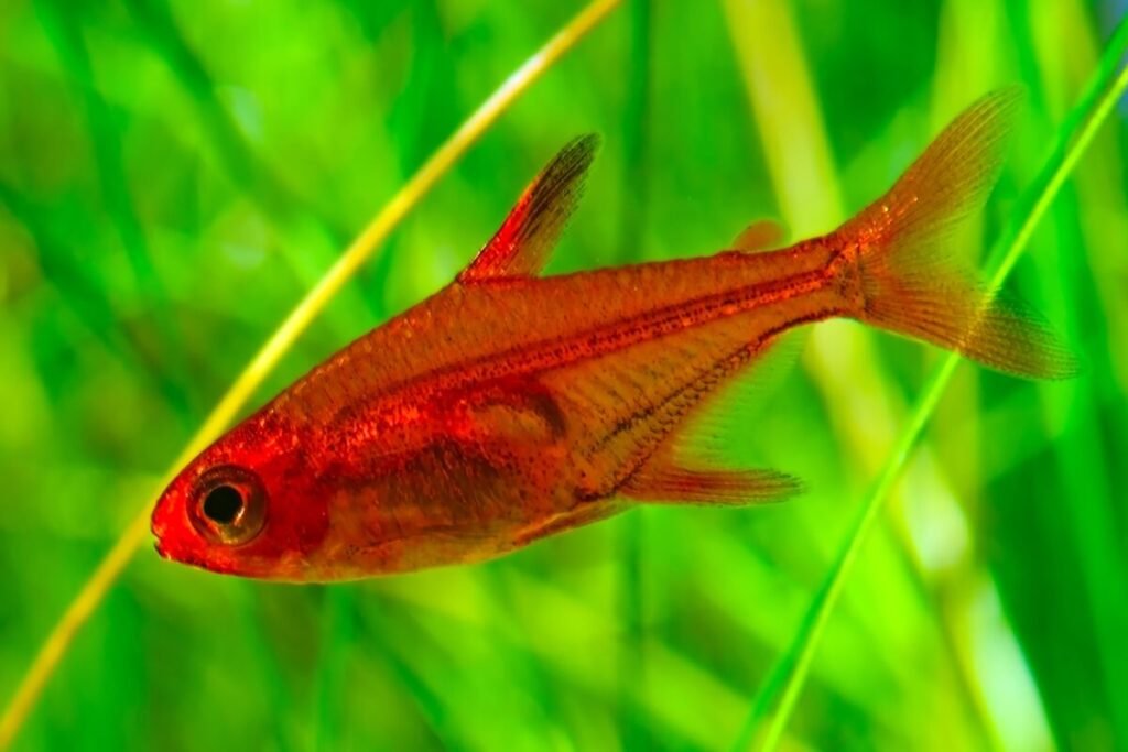 The Complete Ember Tetra Care Guide