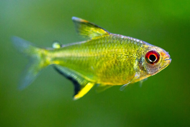 [Complete Guide] Lemon Tetra: Care, Diet, Tank Mates, Lifespan And More