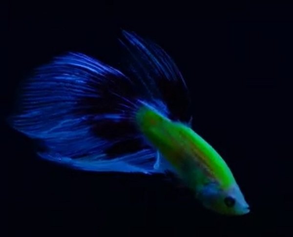 How Many Glofish in a 10 Gallon Tank? (Essential Advice)
