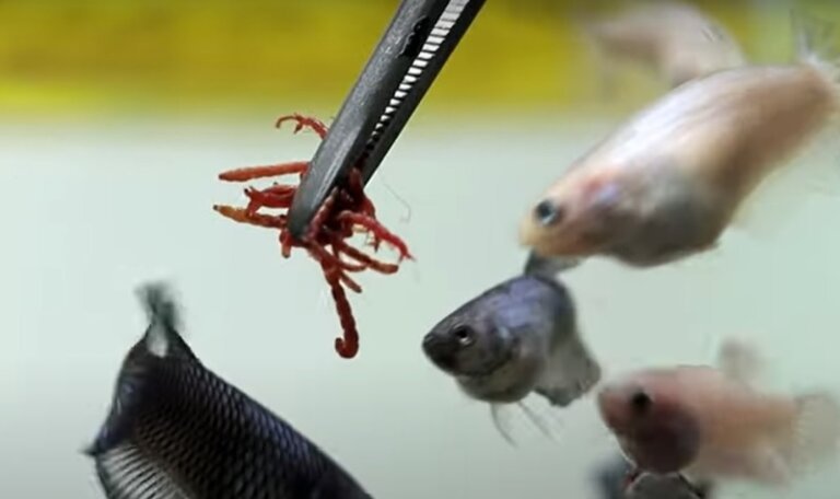 How Often Should You Feed a Betta Fish Bloodworms? [Top Tip]