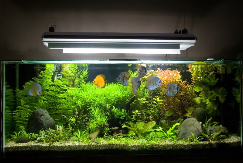 Unlocking the Best Spectrum for Aquarium Plants [Top Tips]